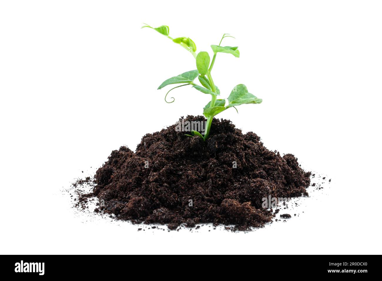 Baby pea sprout ready to plant isolated on white background Stock Photo ...