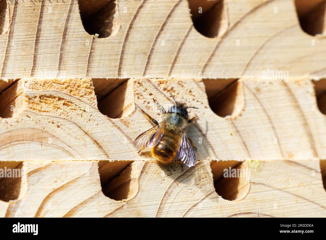 Bee house used by solitary bees to lay pupae Stock Photo - Alamy