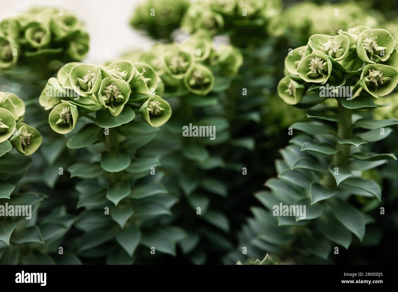 Rosetta leaves hi-res stock photography and images - Alamy