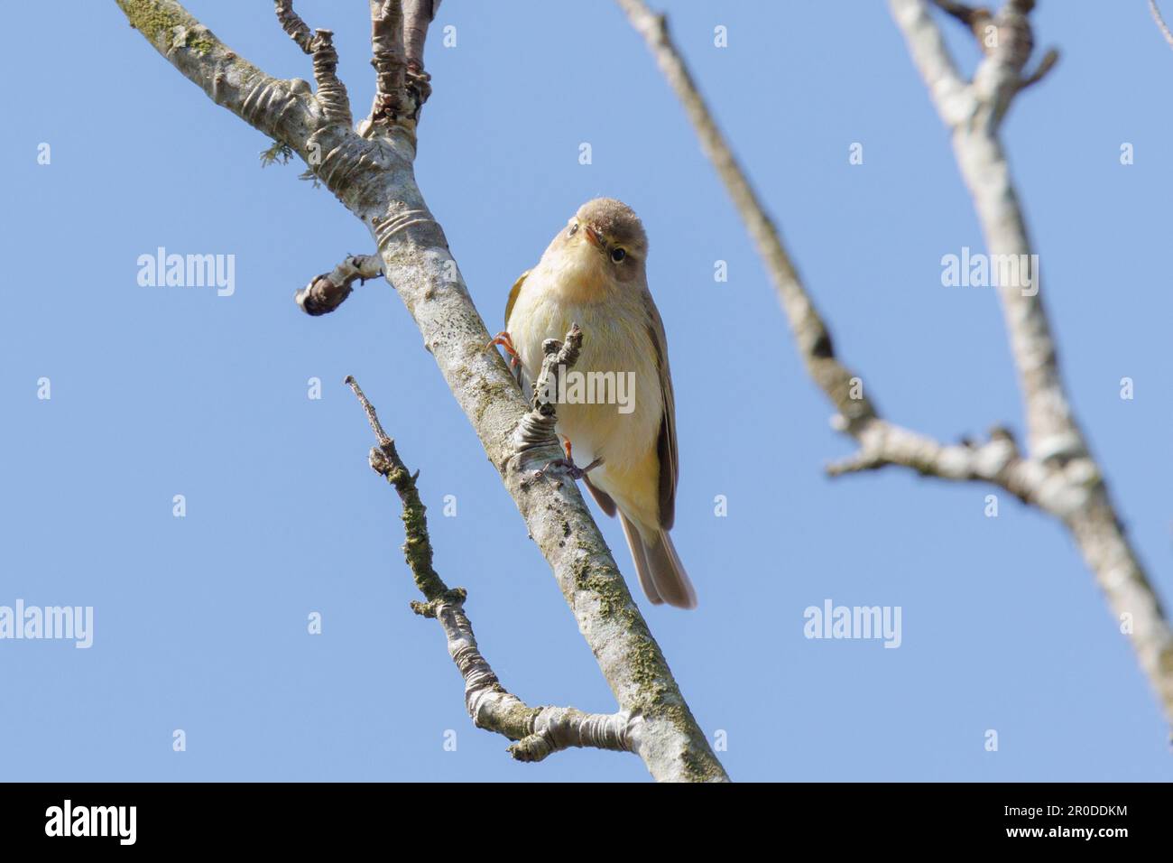 Chiffchaff (Phylloscopus collybita) Sussex, UK Stock Photo - Alamy