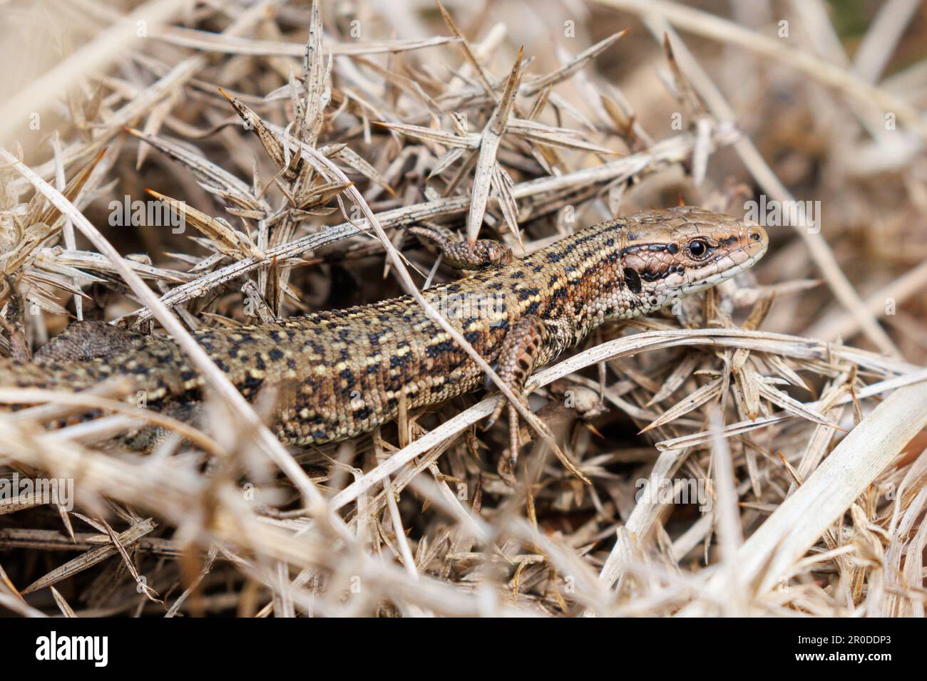 Common lizard basking (Zootoca vivipara) Ashdown forest, Sussex, UK ...