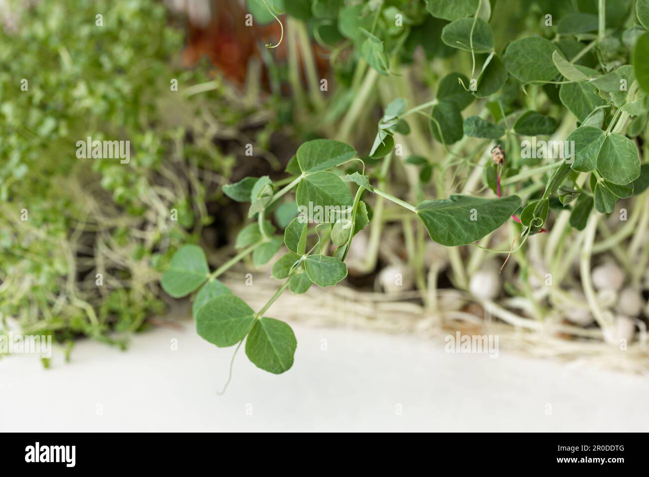 Germination of microgreens. Germination of seeds at home Stock Photo ...