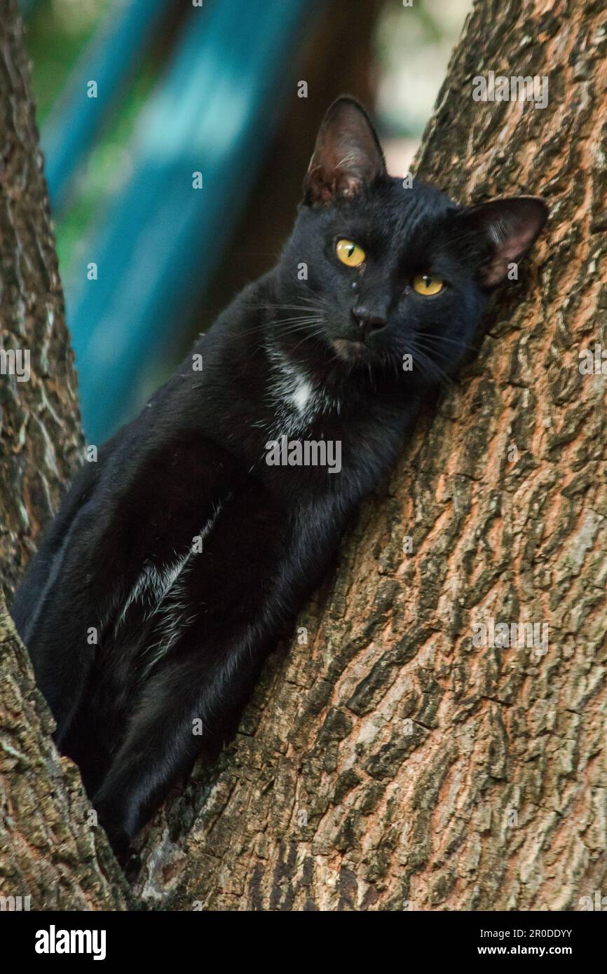 black cat climbing on a tree Sit and lie down and enjoy Stock Photo - Alamy