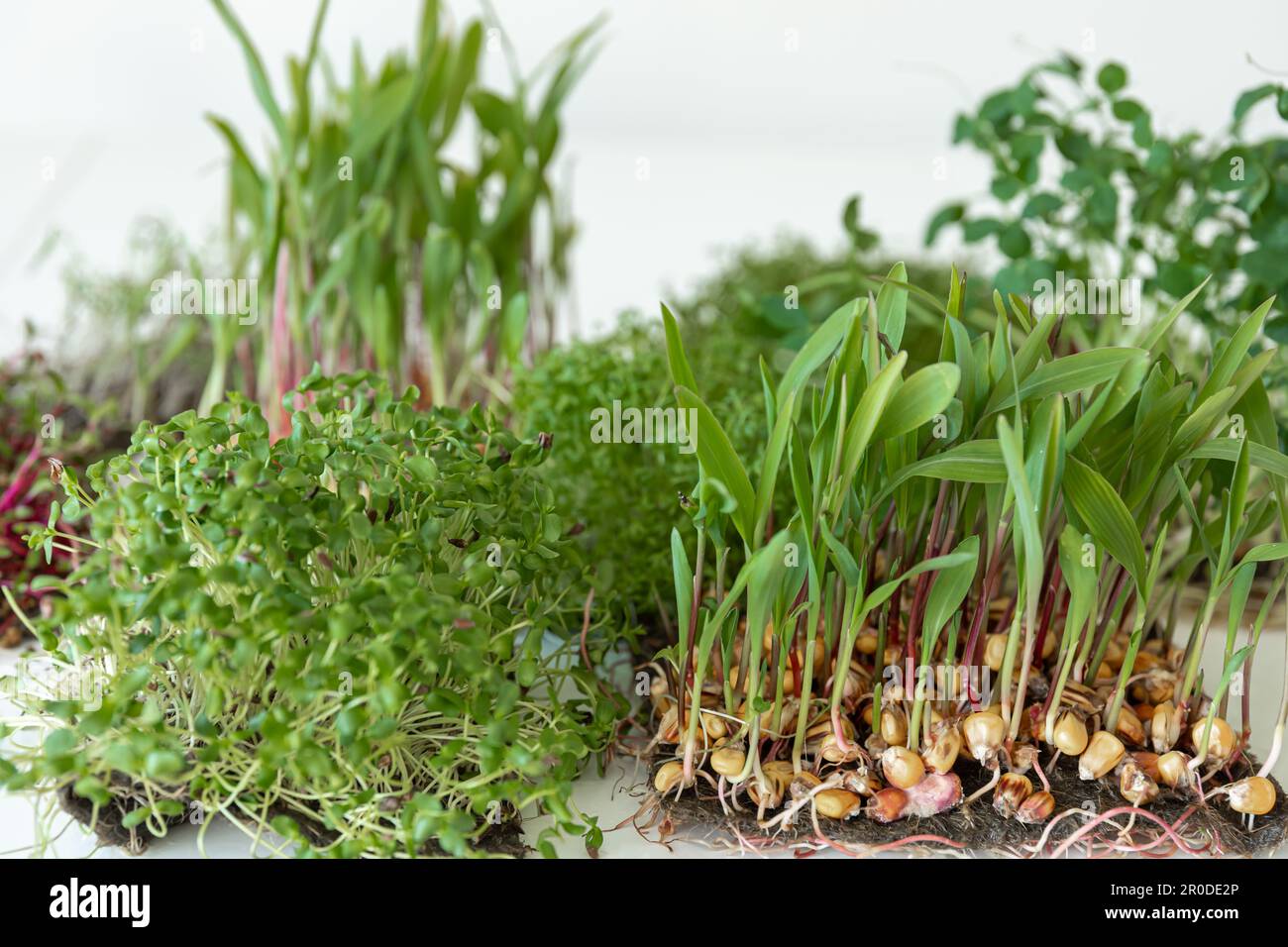 Microgreens with seeds and roots. Germination of microgreens Stock ...