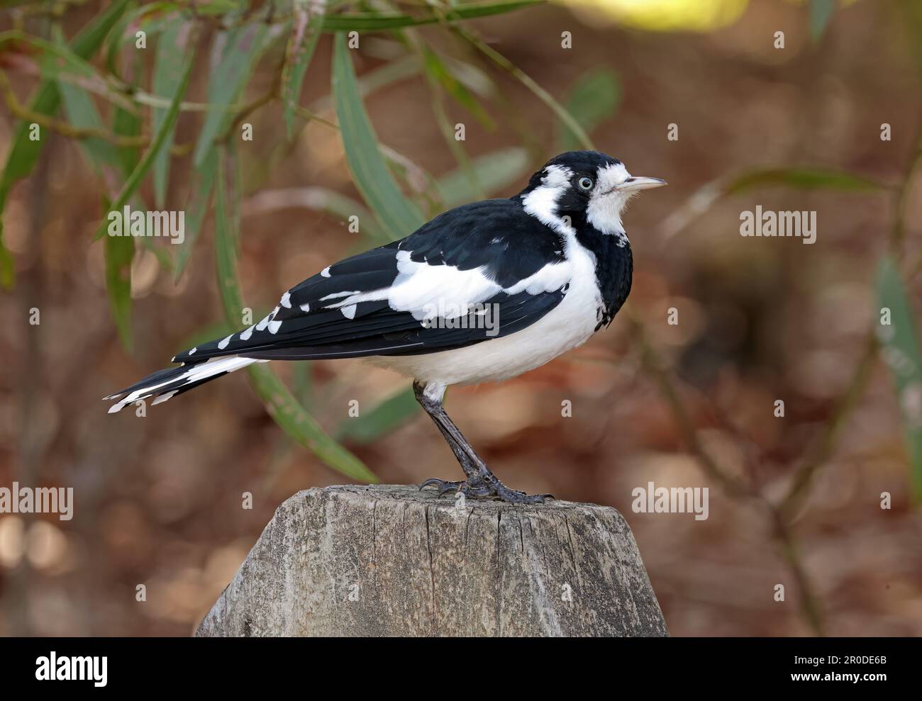 Magpie-lark (Grallina cyanoleuca cyanoleuca) adult perched on post ...