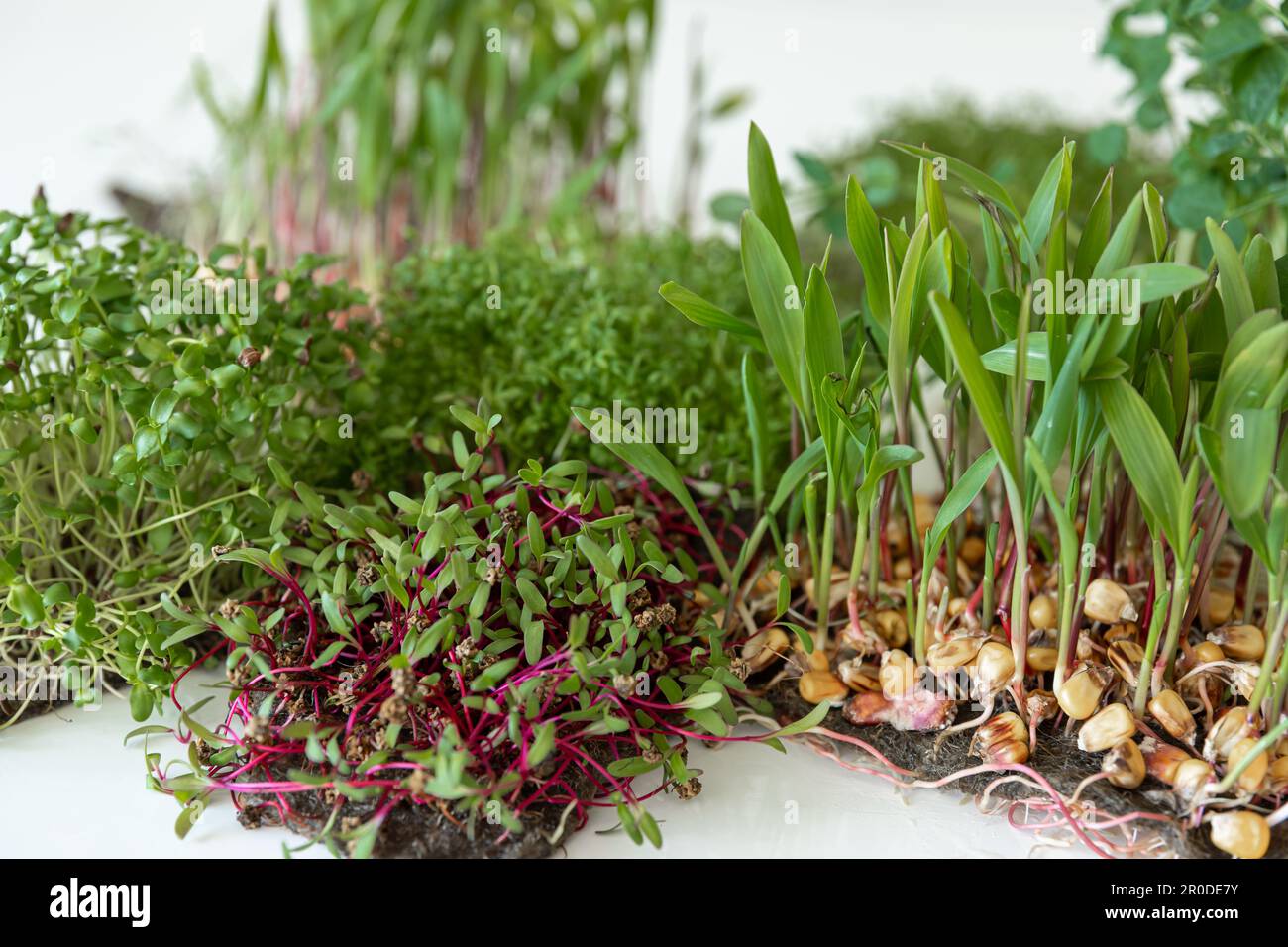 Microgreens with seeds and roots. Germination of microgreens Stock ...