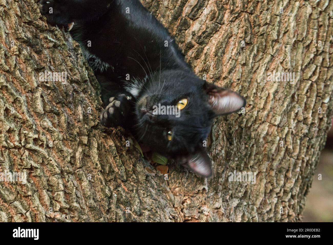 black cat climbing on a tree Sit and lie down and enjoy Stock Photo - Alamy