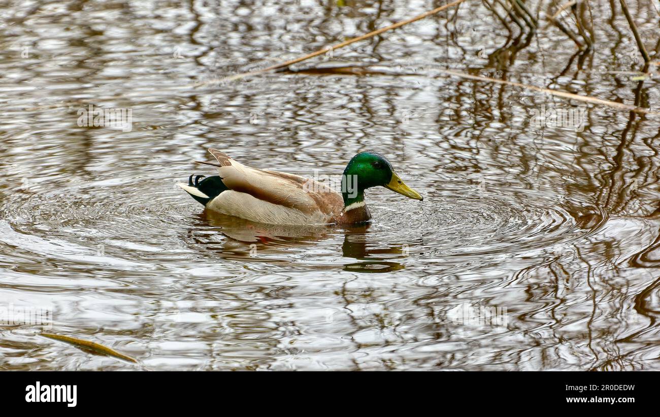 Image of a wild drake bird floating on water Stock Photo - Alamy