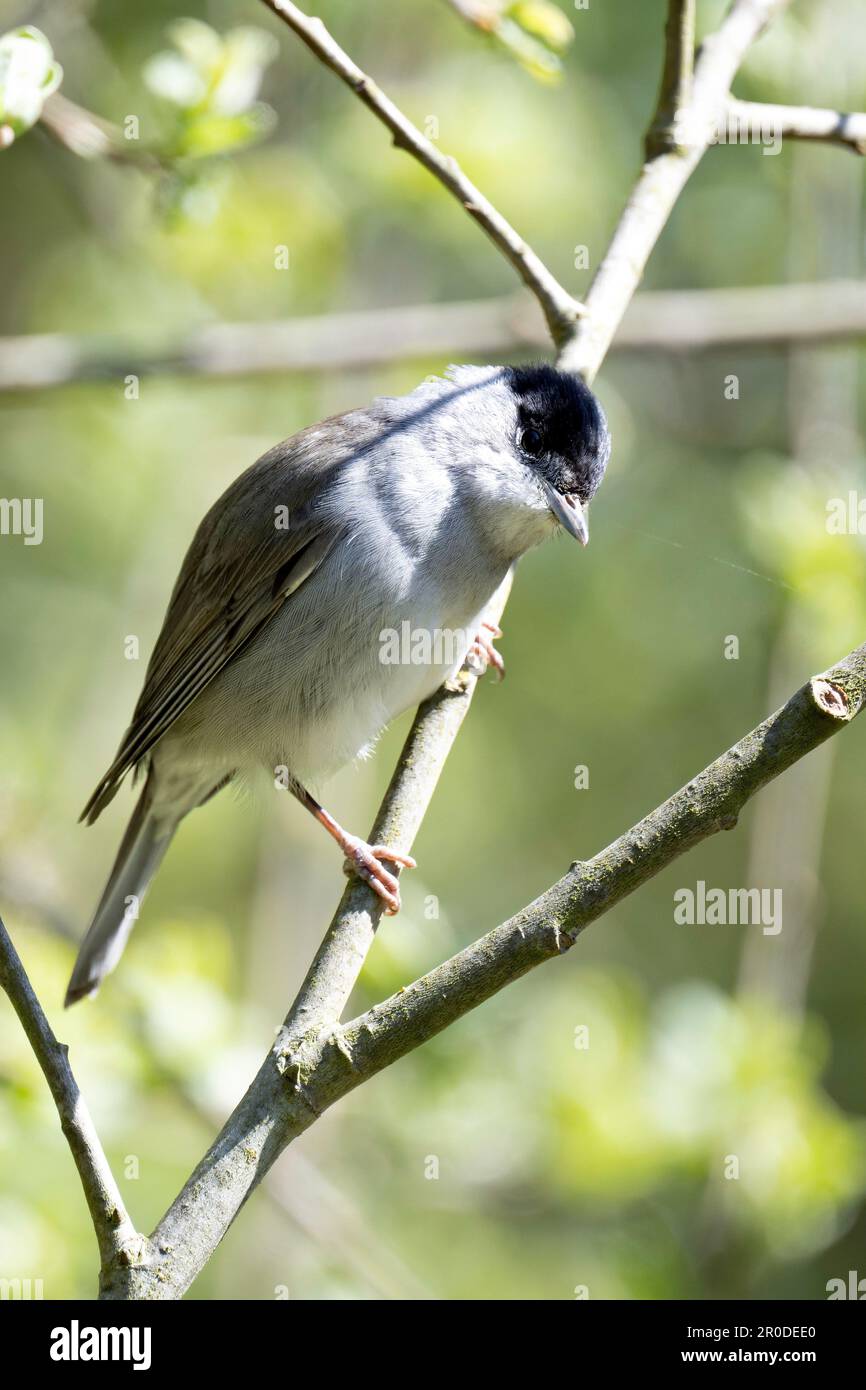 Black cap bird uk hi-res stock photography and images - Alamy