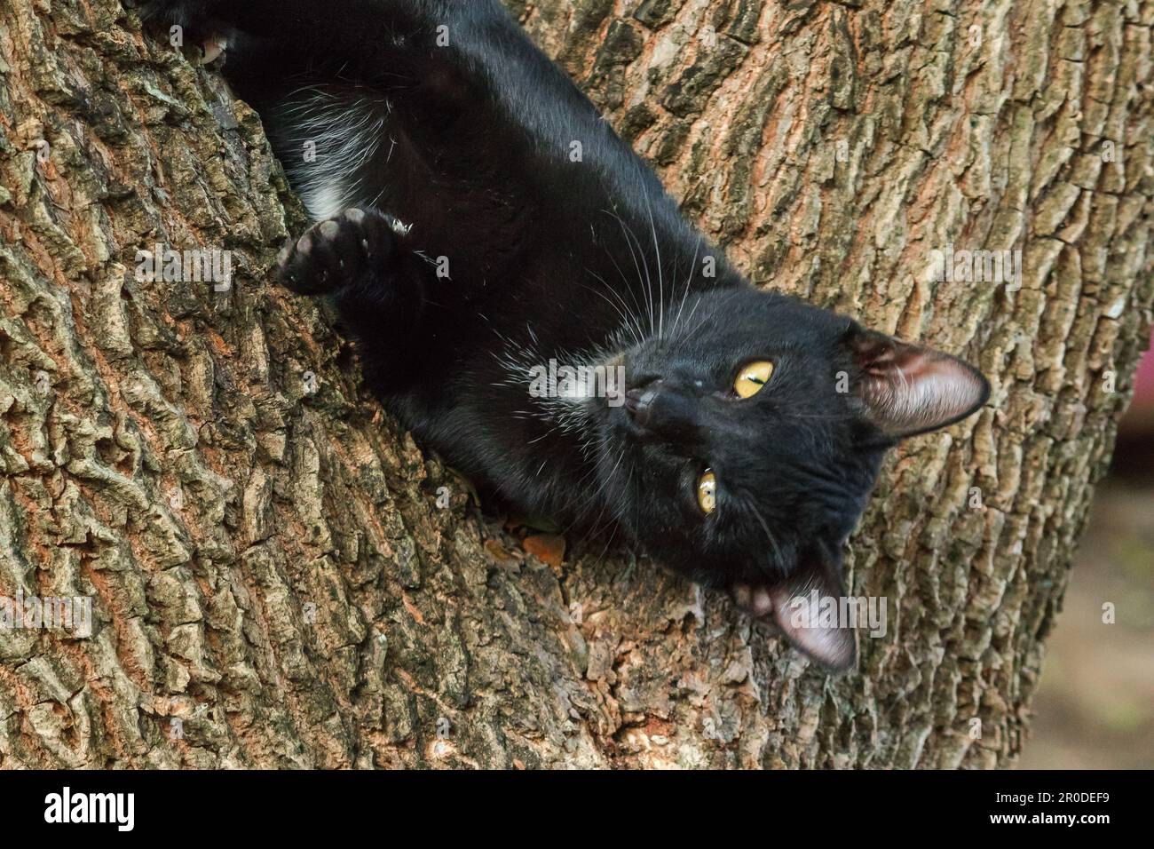 black cat climbing on a tree Sit and lie down and enjoy Stock Photo - Alamy