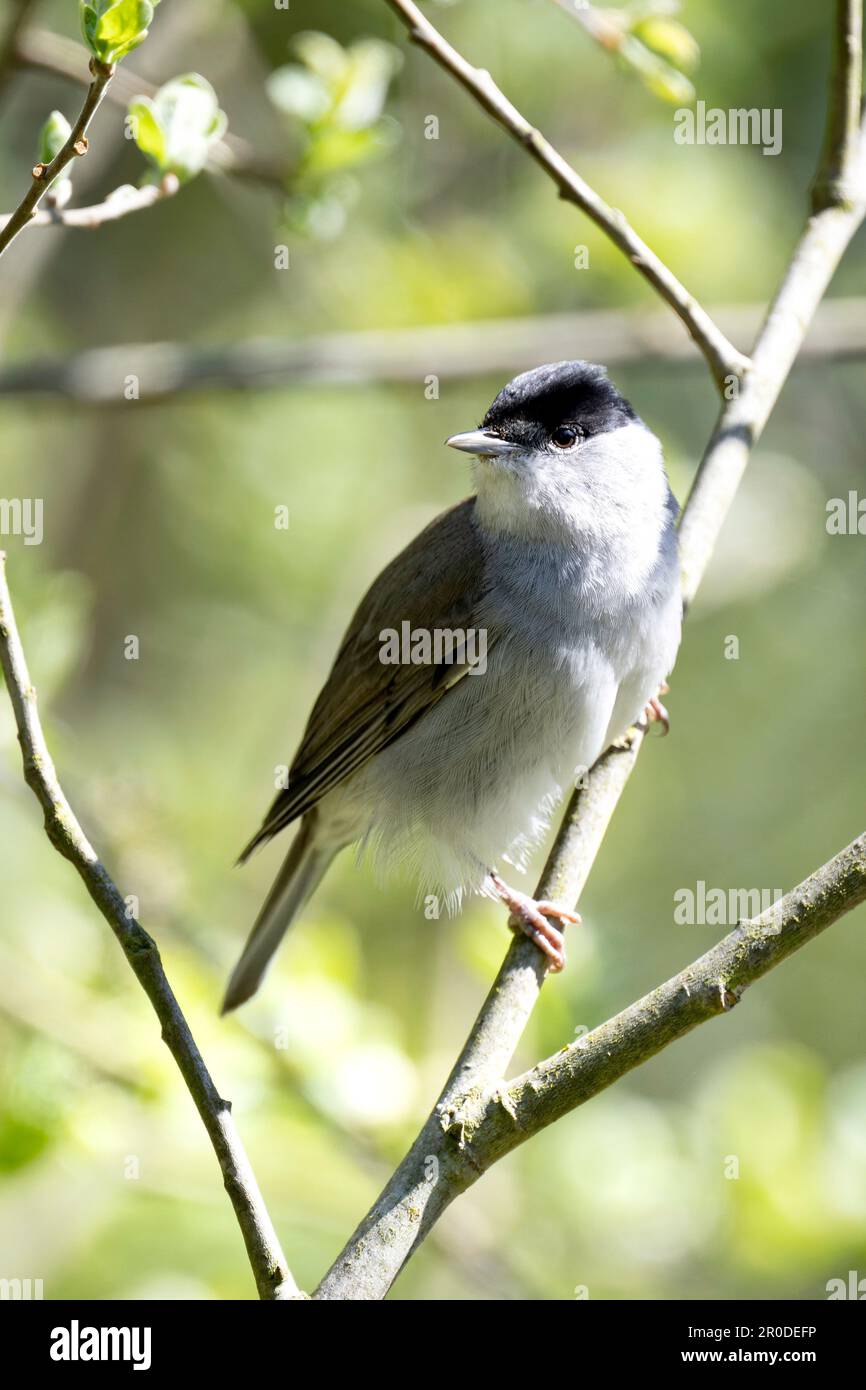 Black cap bird uk hi-res stock photography and images - Alamy
