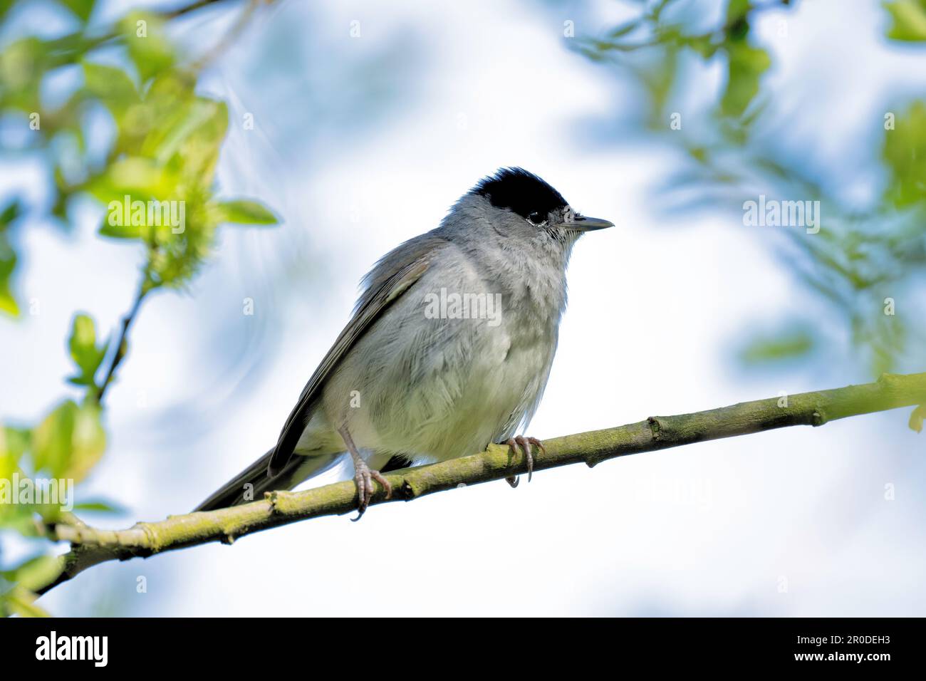 Black cap bird uk hi-res stock photography and images - Alamy