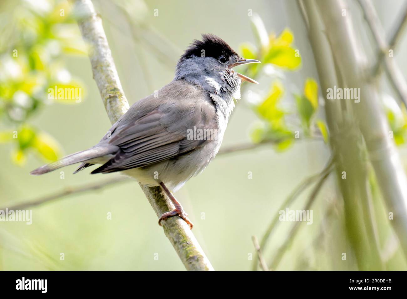 Black cap bird uk hi-res stock photography and images - Alamy