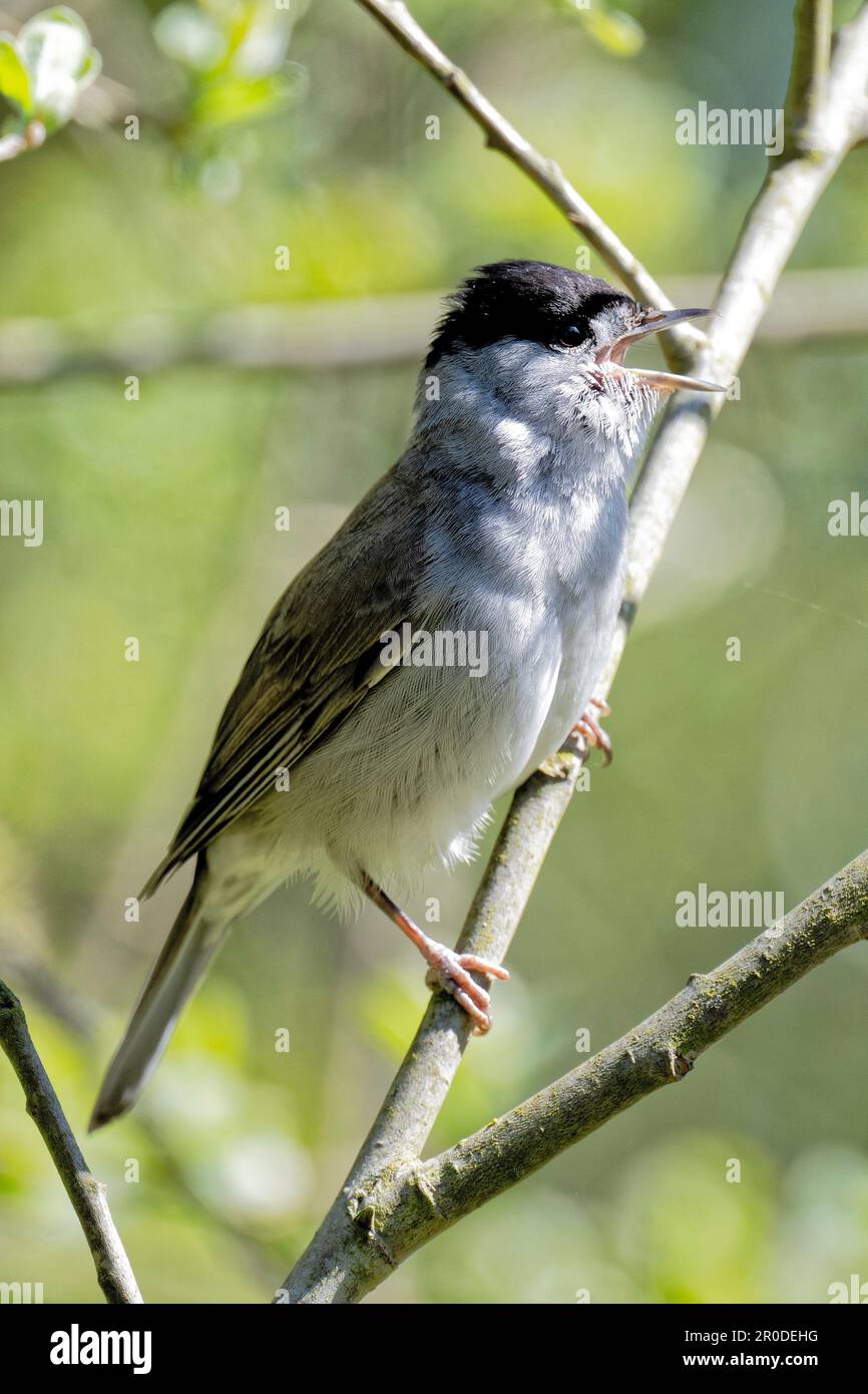 Black cap bird uk hi-res stock photography and images - Alamy