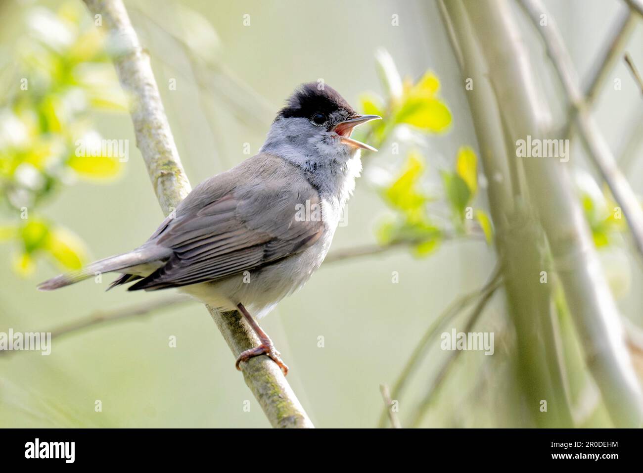 Black cap bird uk hi-res stock photography and images - Alamy