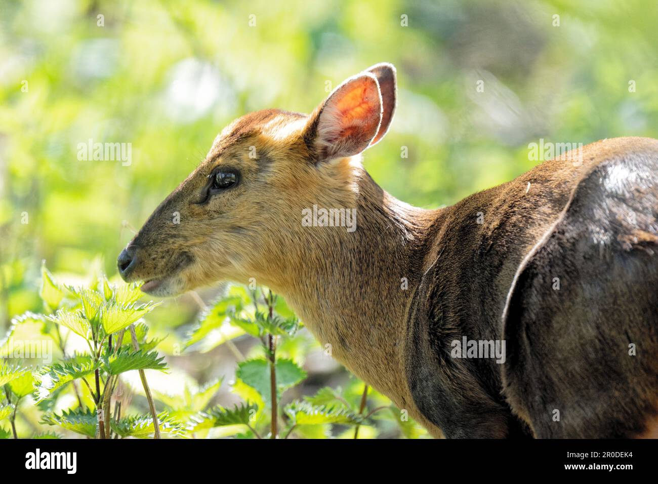 Rib faced deer hi-res stock photography and images - Alamy