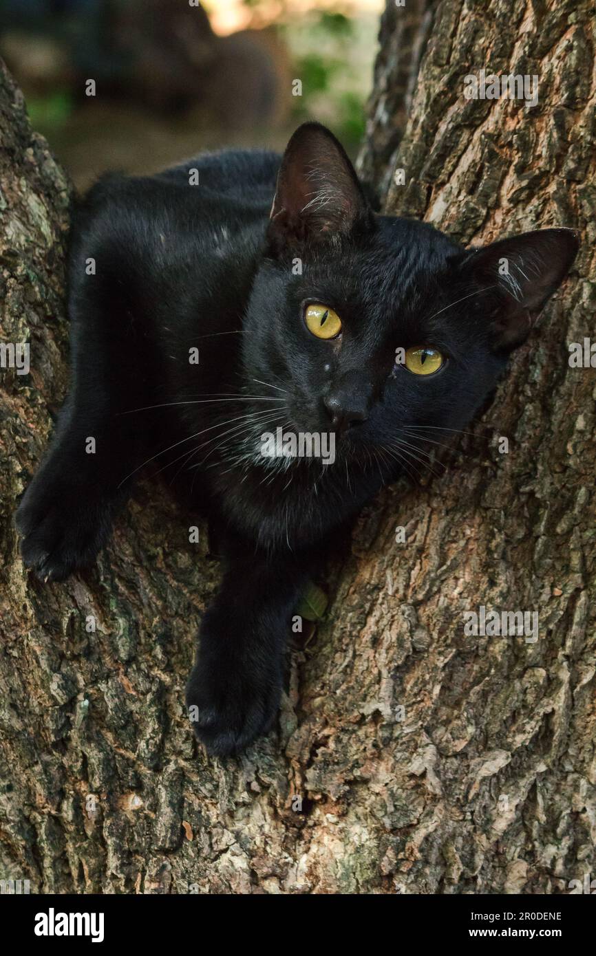black cat climbing on a tree Sit and lie down and enjoy Stock Photo - Alamy