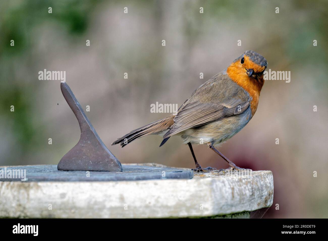 A Robin Passes time while eating an insect Stock Photo - Alamy