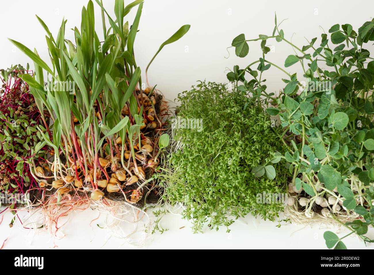 Microgreens with seeds and roots. Germination of microgreens Stock ...