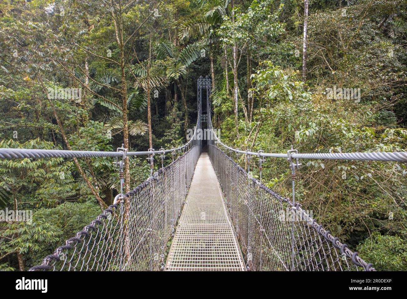 Hanging Bridge at Mistico Park, Arenal, Costa Rica Stock Photo - Alamy