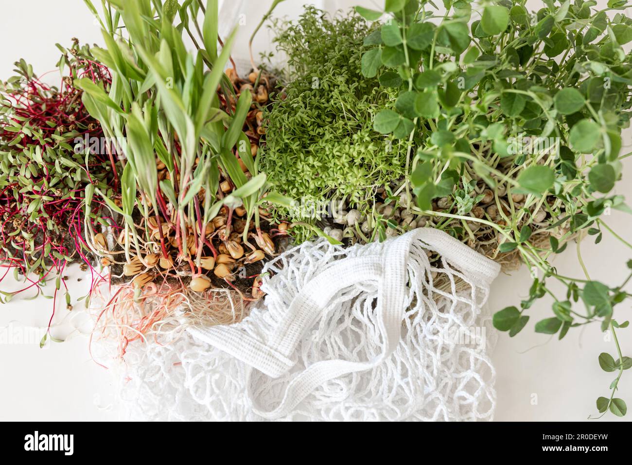 Microgreens on a white background. Seed Germination at home Stock Photo ...