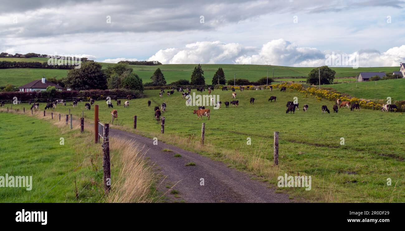 A narrow country road between farm fields in Ireland in summer. A herd ...