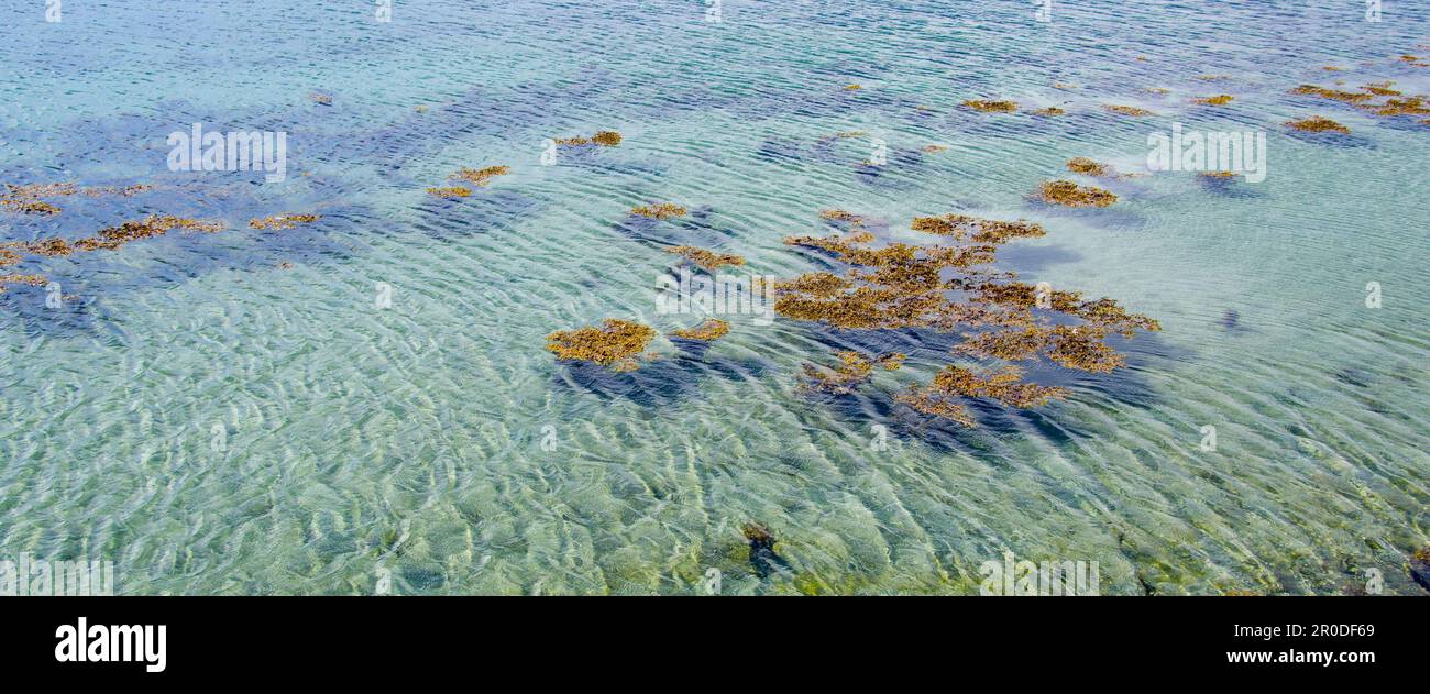 Algae plants float on the surface of clear water on a sunny day Stock ...