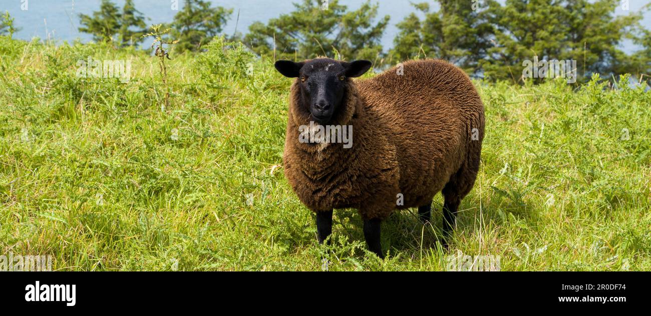 One fluffy brown sheep in a green pasture. Brown sheep on green grass ...