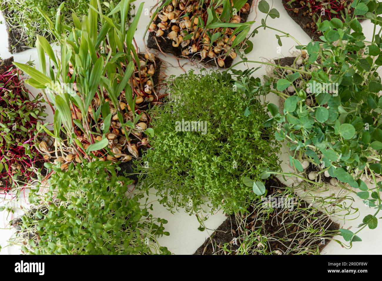 Microgreens with seeds and roots. Germination of microgreens Stock ...