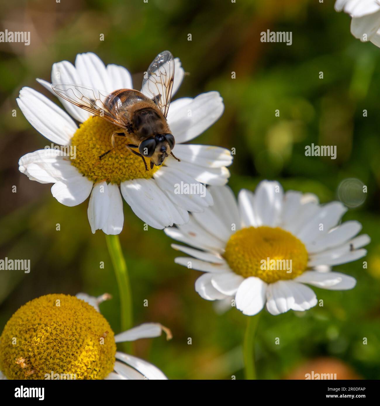 Detailed insect flora hi-res stock photography and images - Alamy