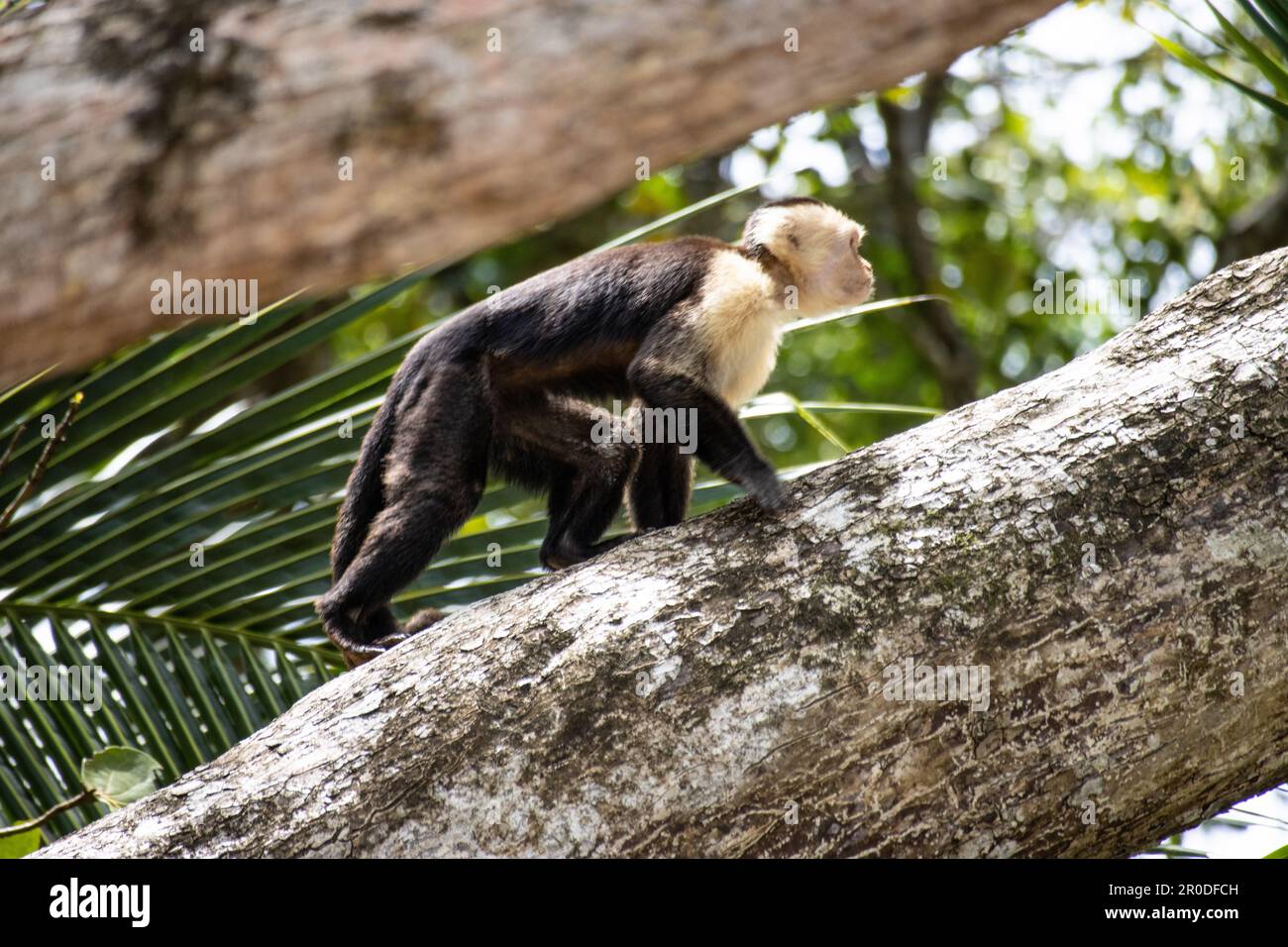 White-Faced Capuchin Monkey Stock Photo - Alamy