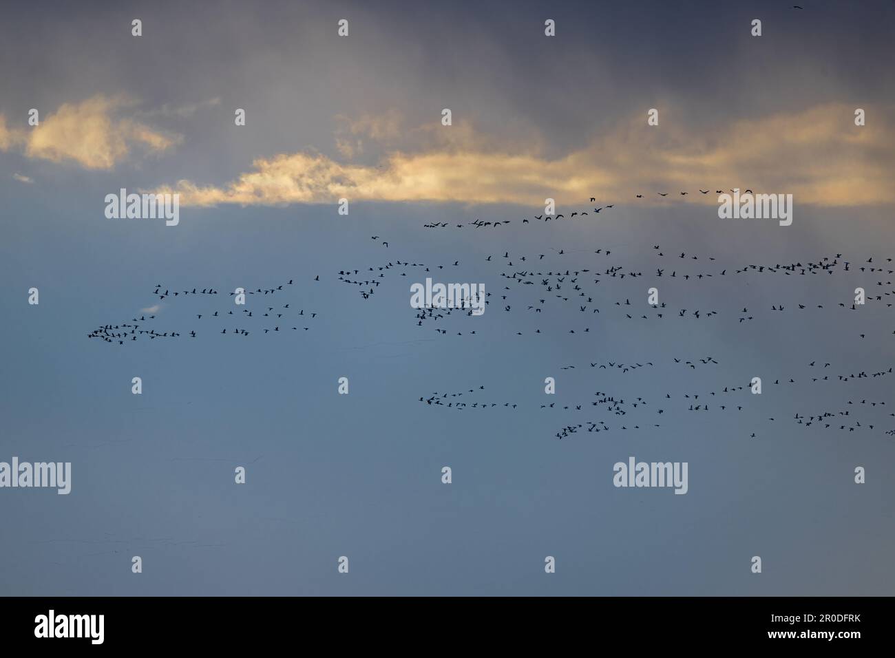 Migrating Snow Geese (Anser caerulescens Stock Photo - Alamy