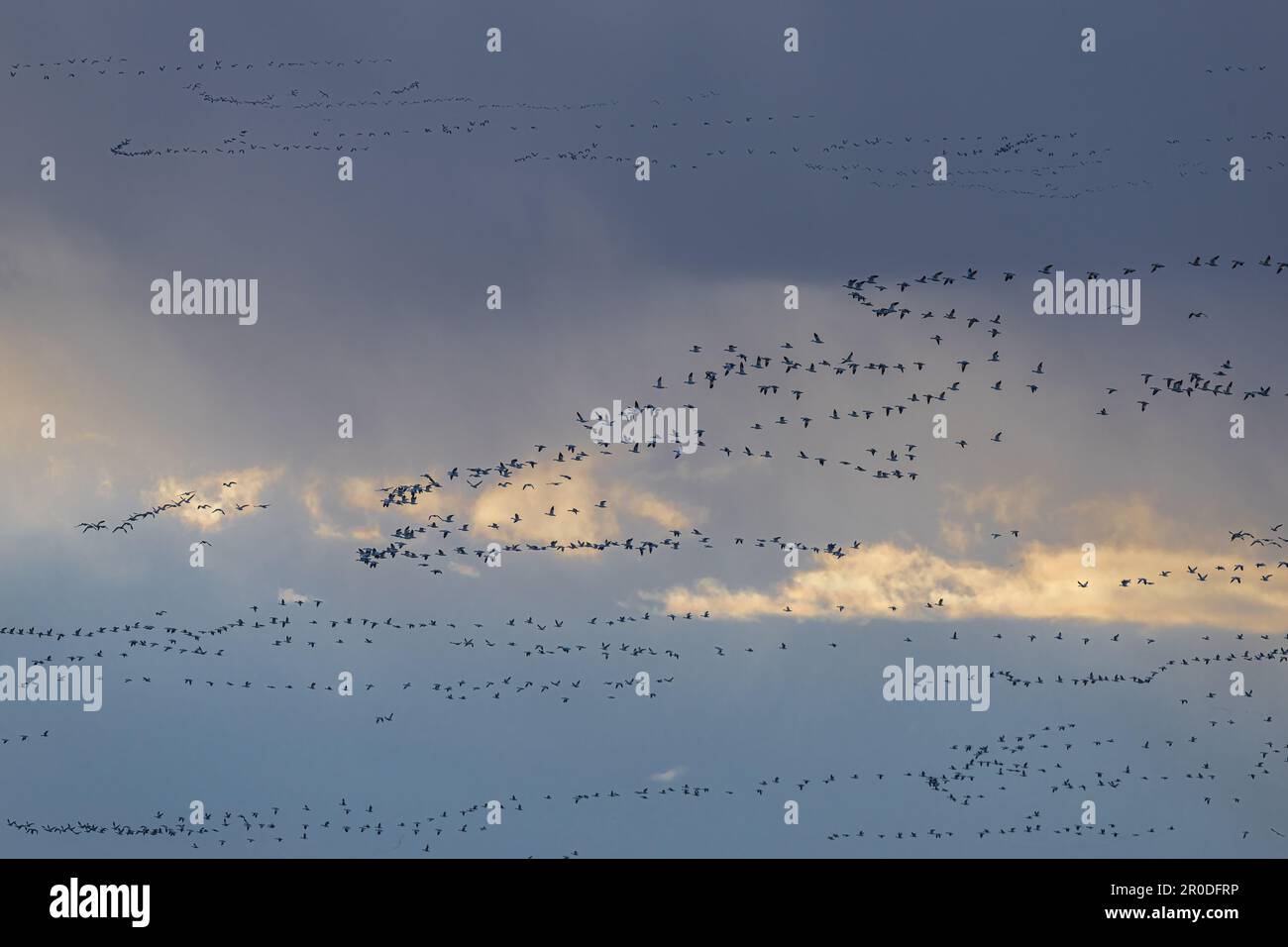 Migrating Snow Geese (Anser caerulescens Stock Photo - Alamy
