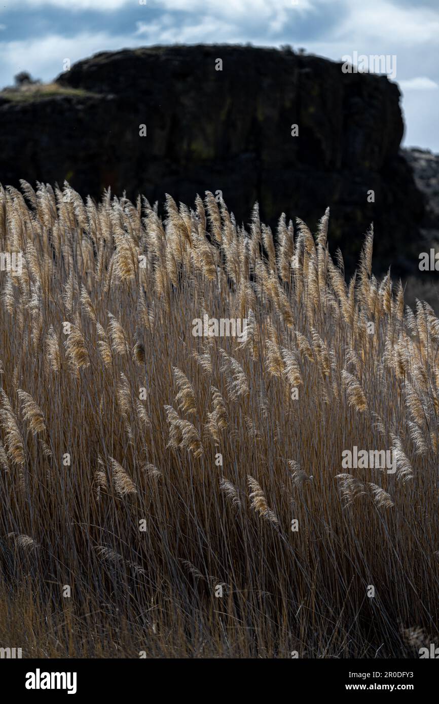 Reed Grass (Phragmites spec) in the Columbia National Wildlife Refuge ...