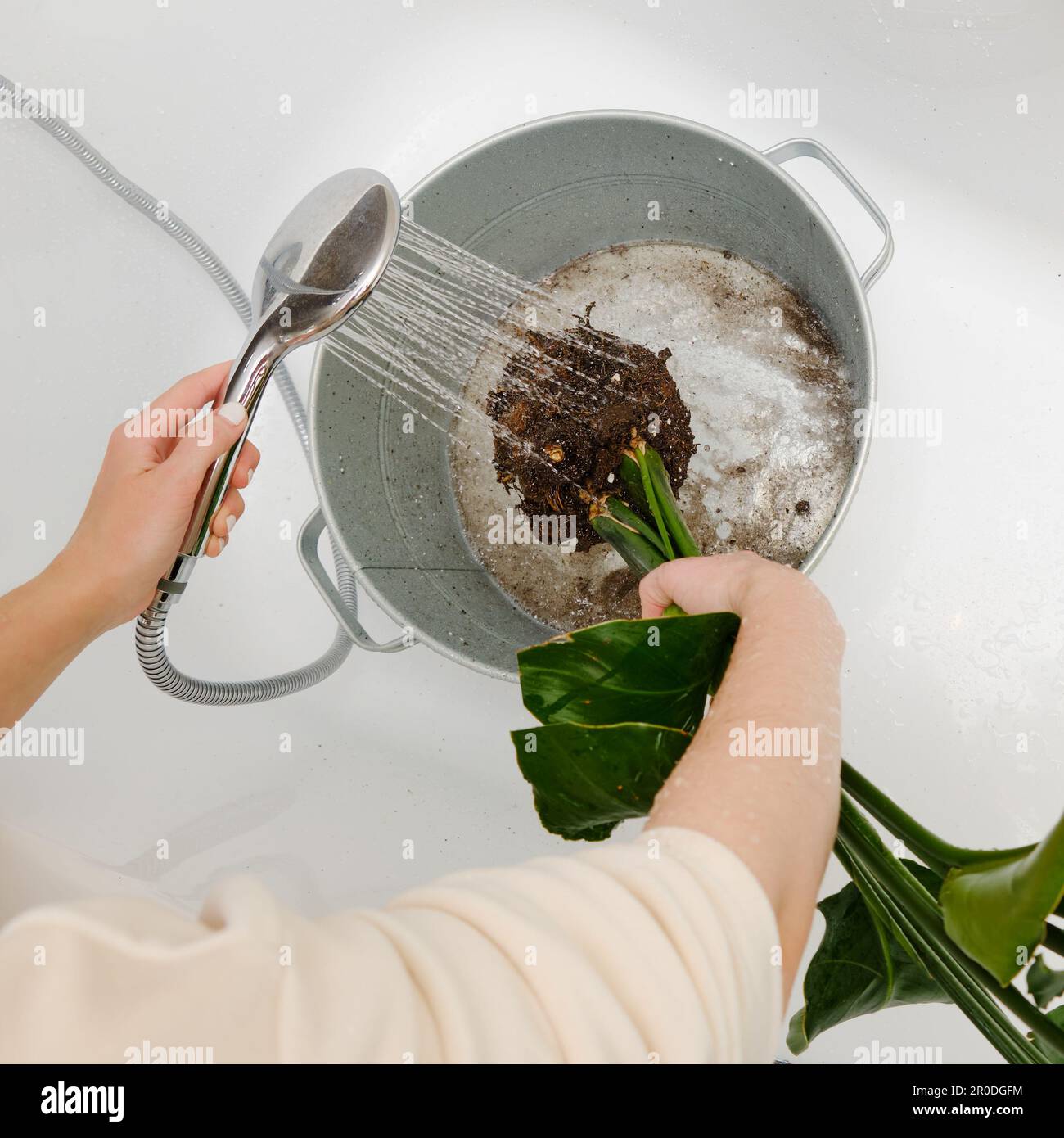 A woman gardener washes the soil from the roots of a houseplant in a ...