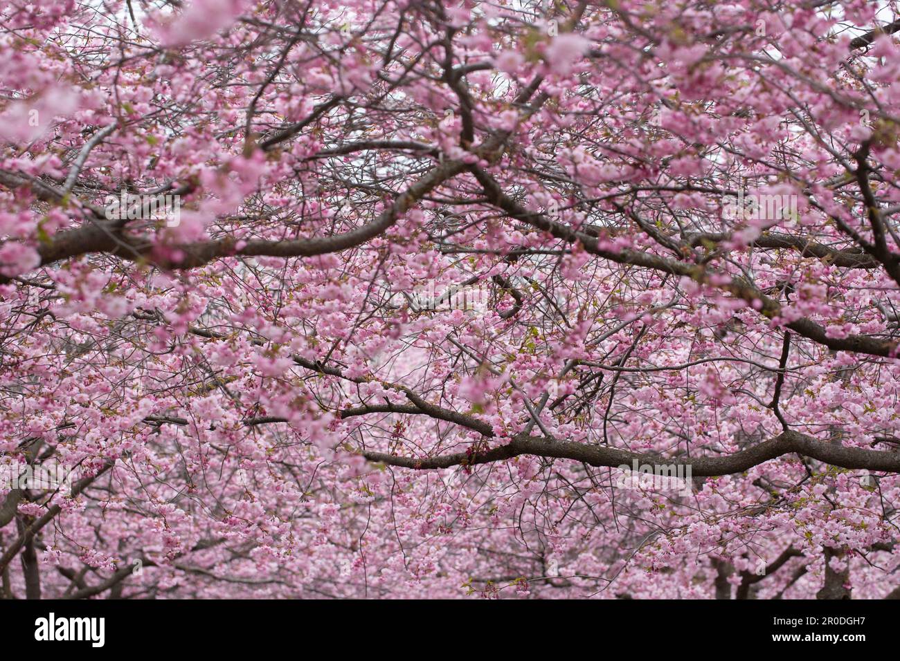 Flowering cherry blossoms, Sakura Stock Photo - Alamy
