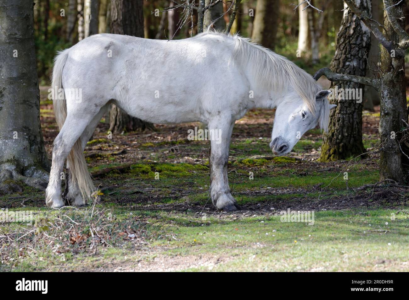 A white New Forest pony scratching its head on a tree in a forest with ...