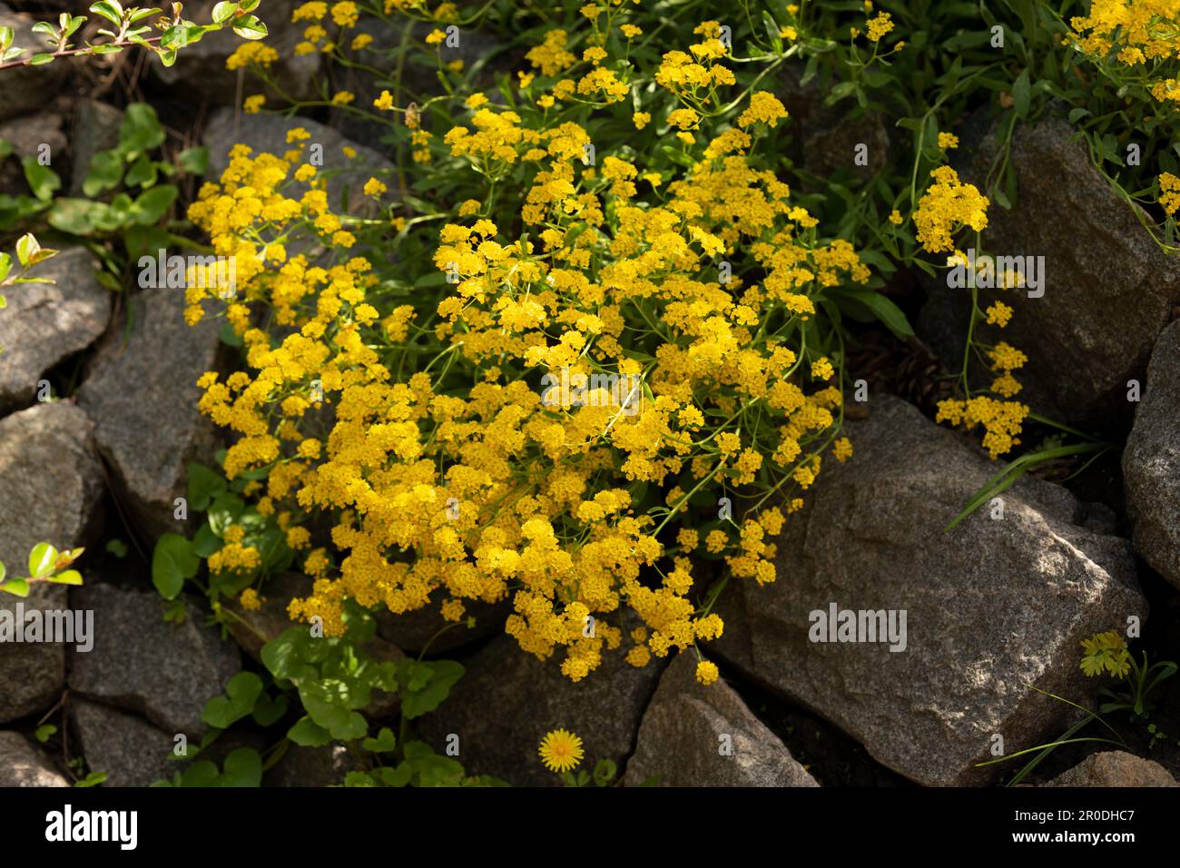Golden Alyssum , perennial alyssum , Aurinia saxatilis, flowers yellow ...