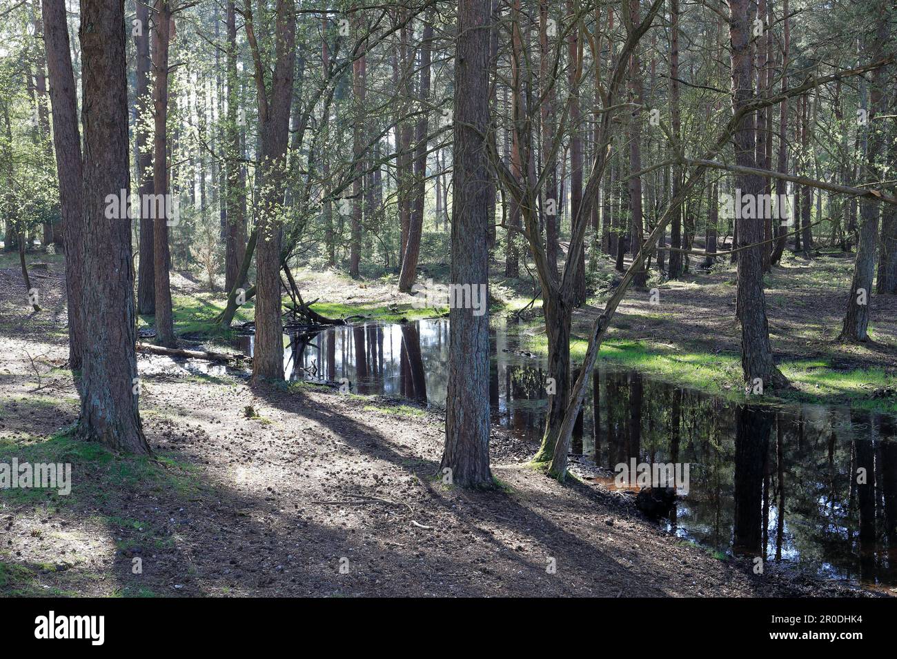 A pond with reflections in the water, standing in a group of trees in ...