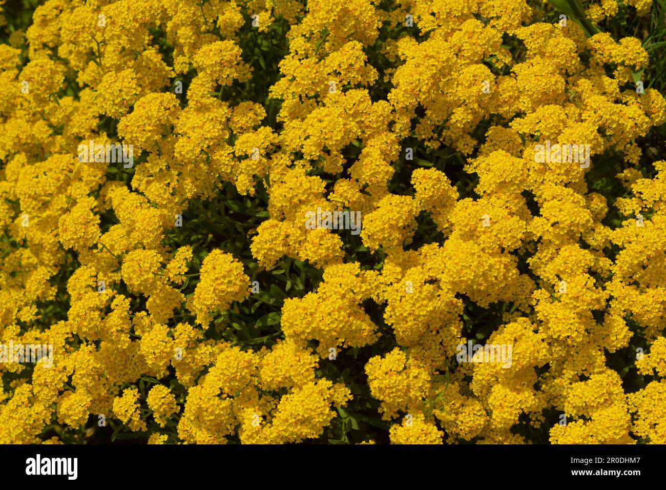 Golden Alyssum , perennial alyssum , Aurinia saxatilis, flowers yellow ...