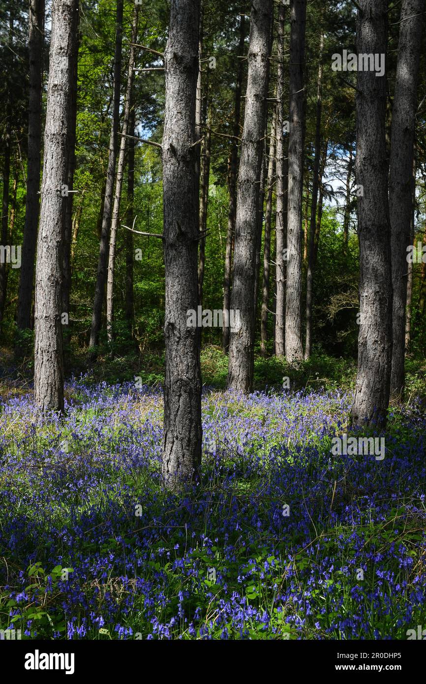 Coventry, UK. 07th May, 2023. Bluebells in bloom on a spring day at ...