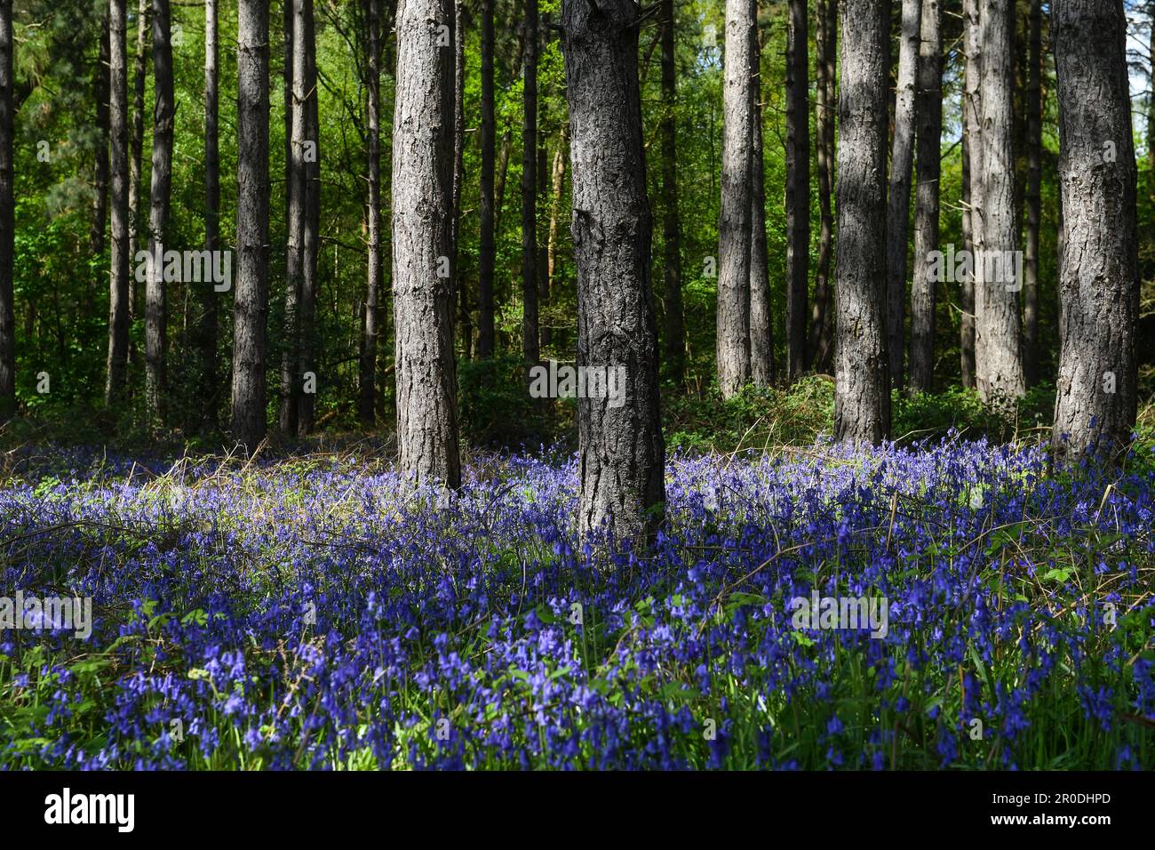 Coventry, UK. 07th May, 2023. Bluebells in bloom on a spring day at ...