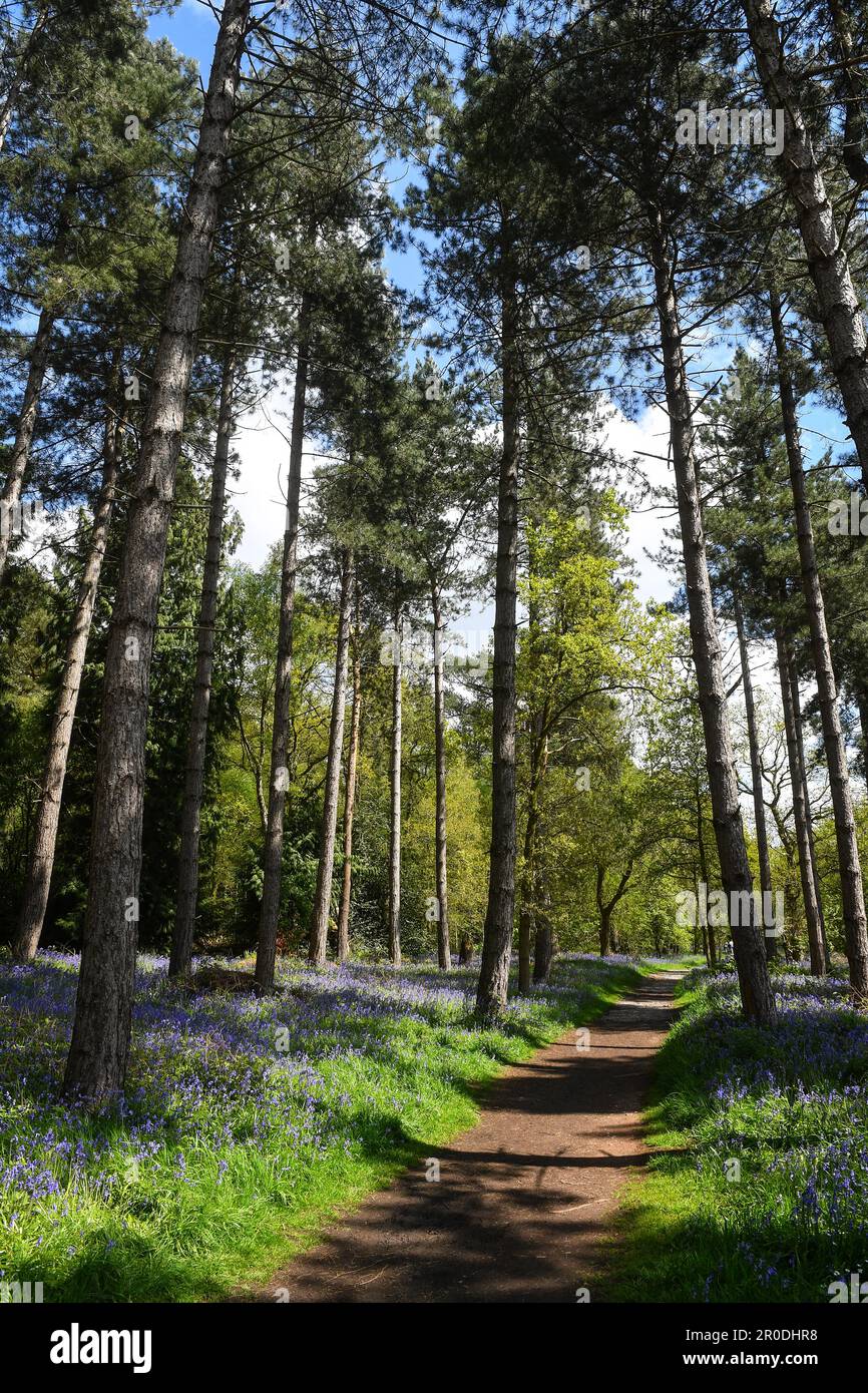 Coventry, UK. 07th May, 2023. Bluebells in bloom on a spring day at ...