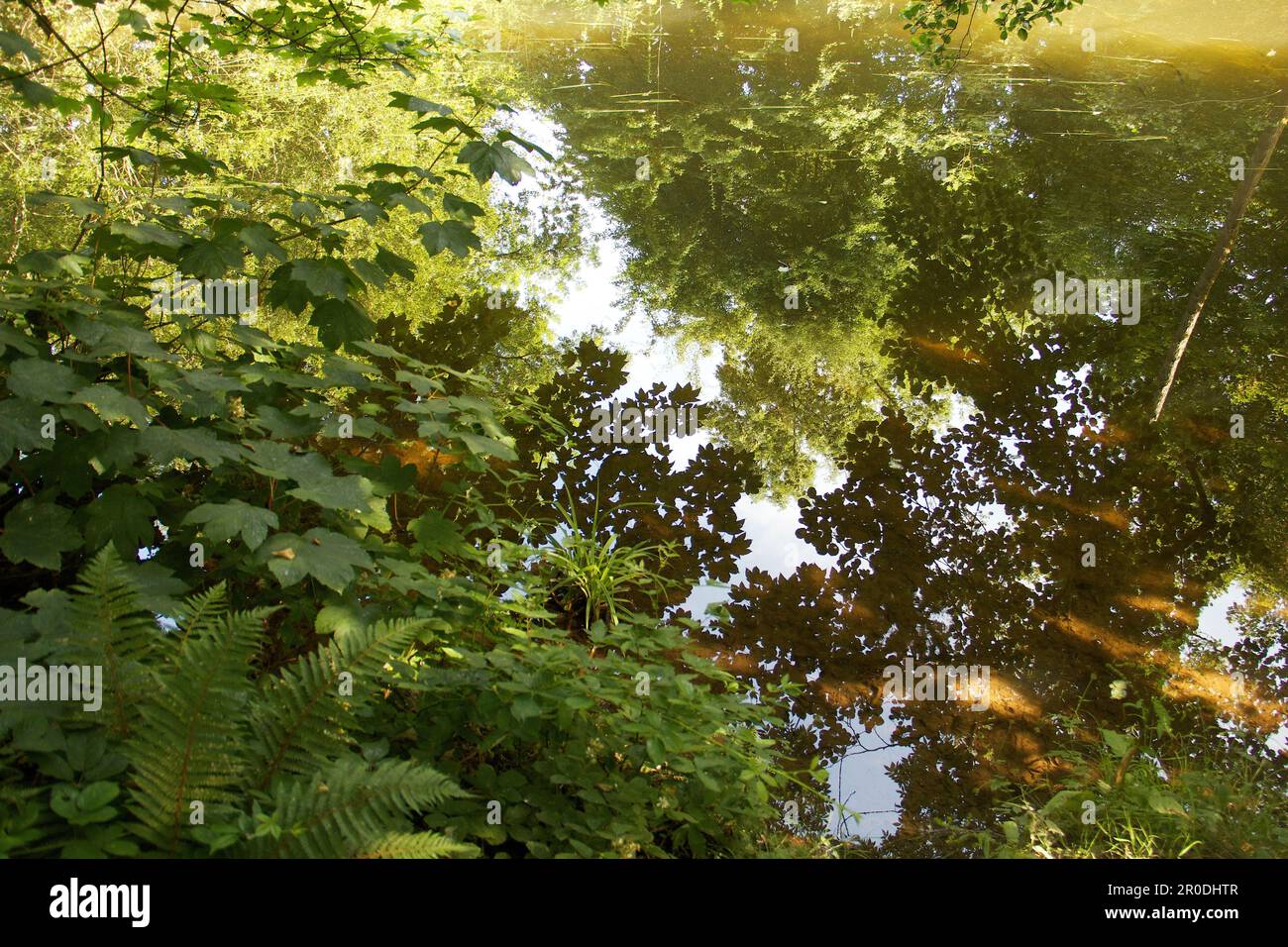 Ecology trees hi-res stock photography and images - Alamy