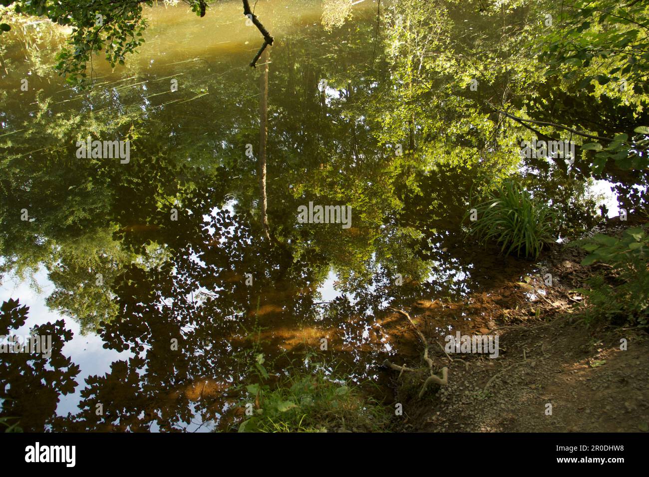 Trees mirrored in water Stock Photo - Alamy