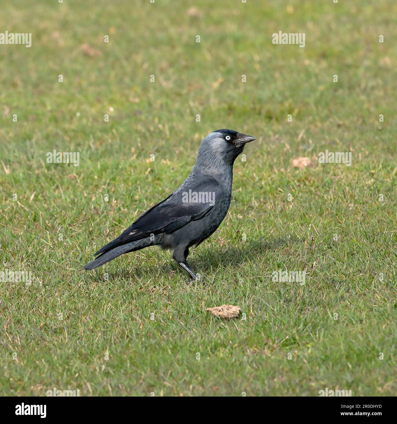 Jackdaw family hi-res stock photography and images - Alamy
