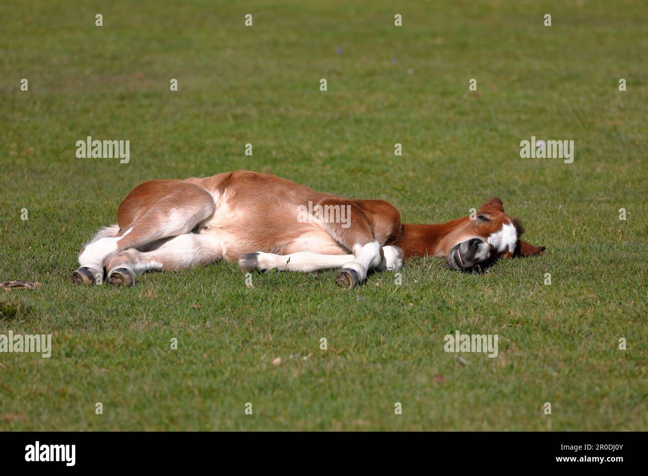 A brown and white New Forest pony foal lying asleep on the grass Stock ...