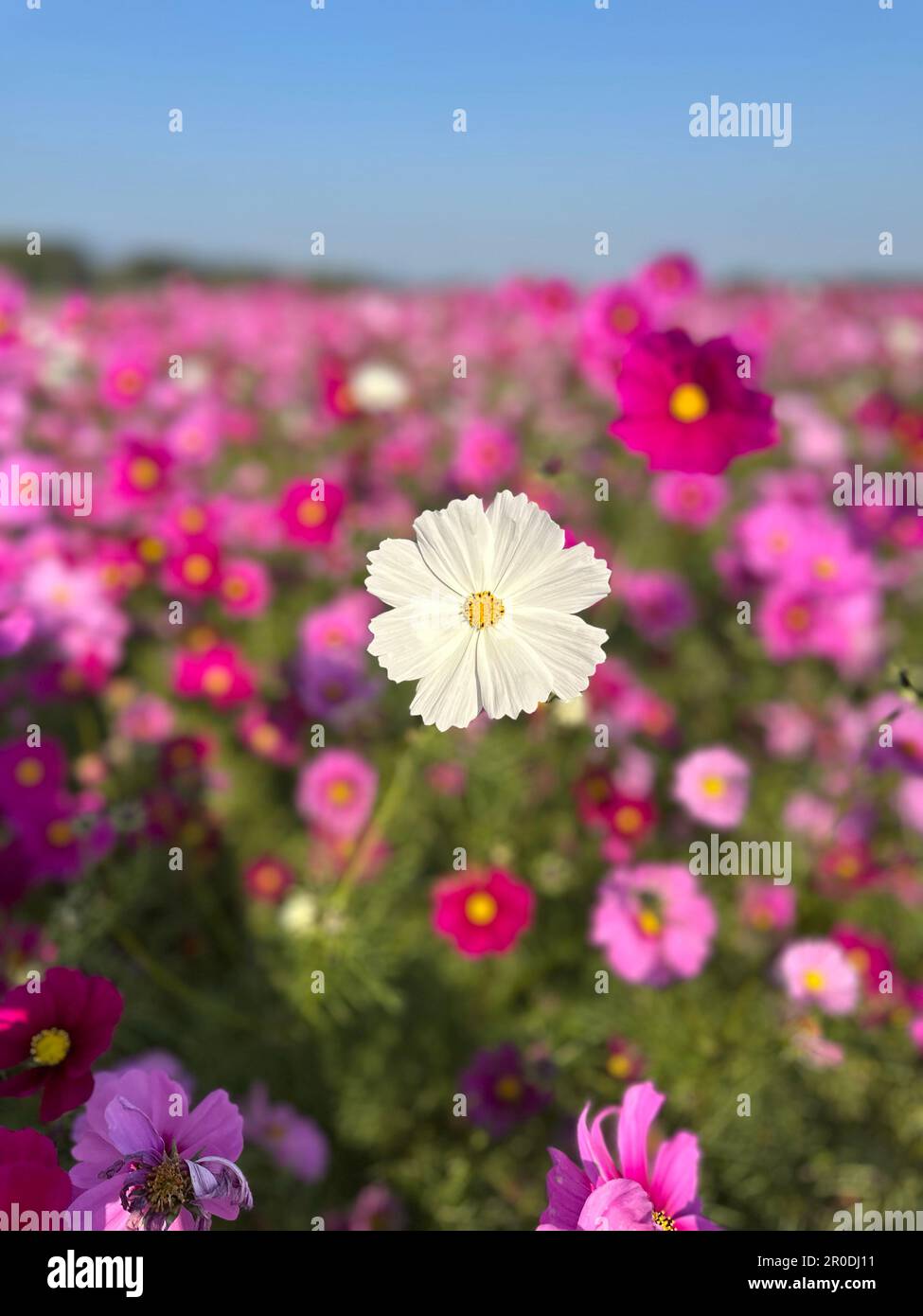 A vertical closeup of colorful cosmos flowers in a field in Tokushima ...
