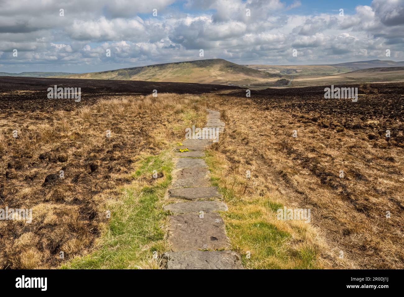 Paved footpath on burnt Pennine moorland with Pule Hill in the Southern ...