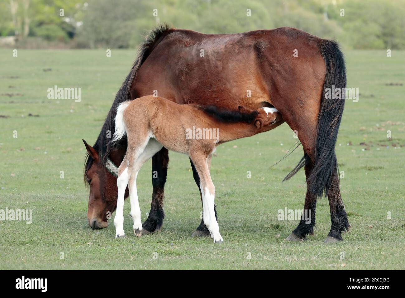 Horse sucking hi-res stock photography and images - Alamy